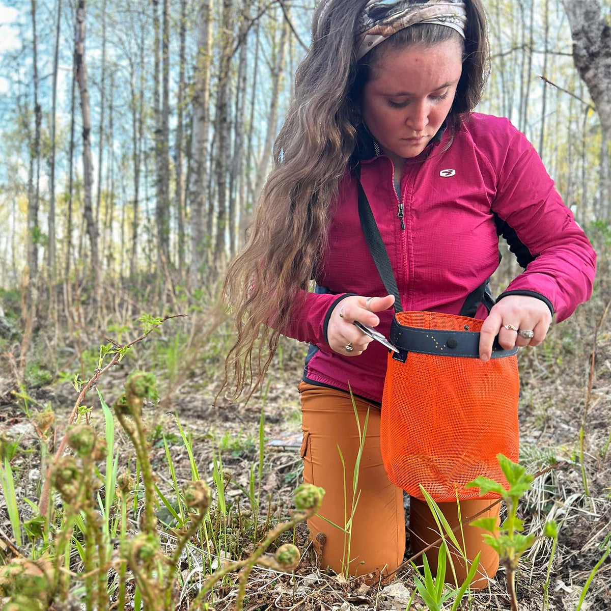 Foraging Wild Fiddleheads: Spring Harvesting In Alaska – Alaska Gear ...