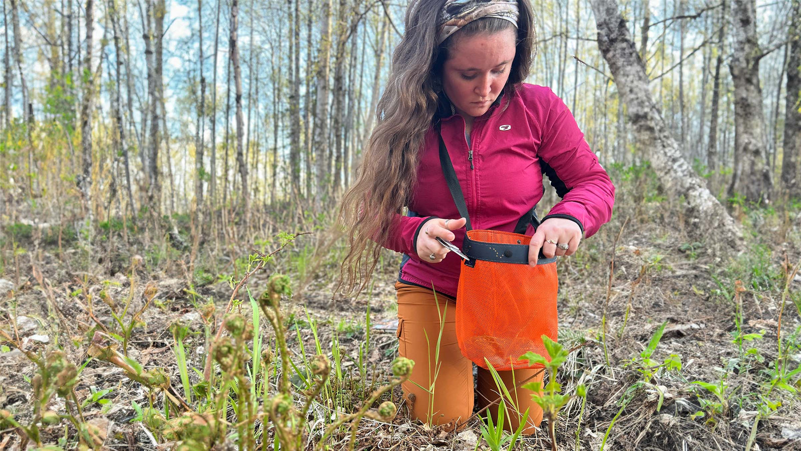 Foraging Wild Fiddleheads: Spring Harvesting In Alaska – Alaska Gear ...
